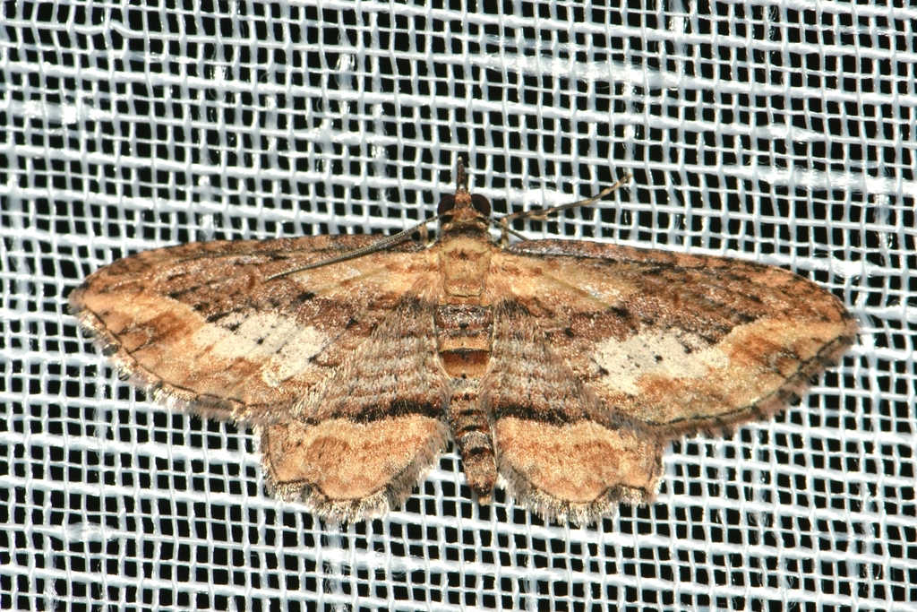 Australian Pug Moth from Tuerong VIC 3915, Australia on October 21, 2023 at 12:06 AM by James ...