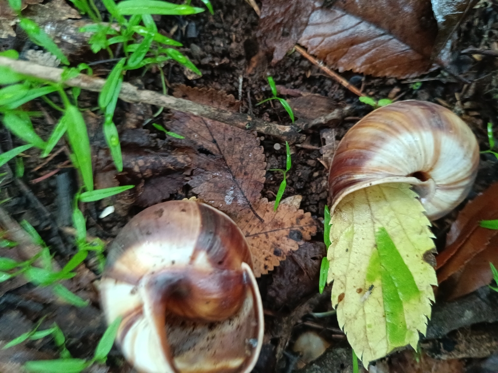 Turkish Snail from Нас. Железара-Т, Skopje 1000, North Macedonia on ...