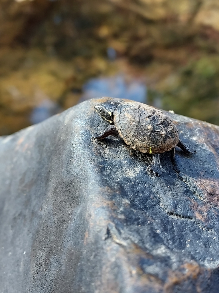 Eastern Musk Turtle from Durham, NC 27705, USA on October 27, 2023 at ...