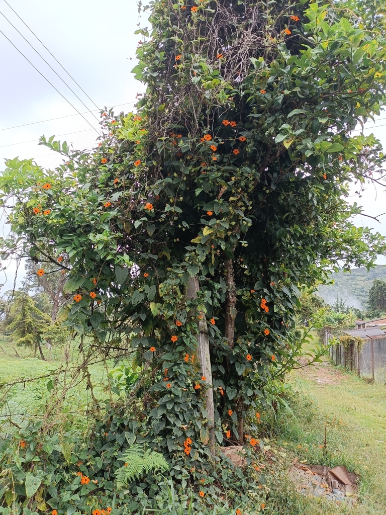 Black-eyed Susan vine from Almeida, Boyacá, Colombia on November 4 ...