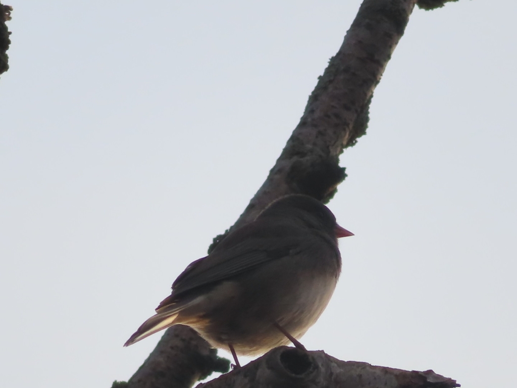 Dark-eyed Junco from Port Elgin, ON N0H 2C4, Canada on November 4, 2023 ...