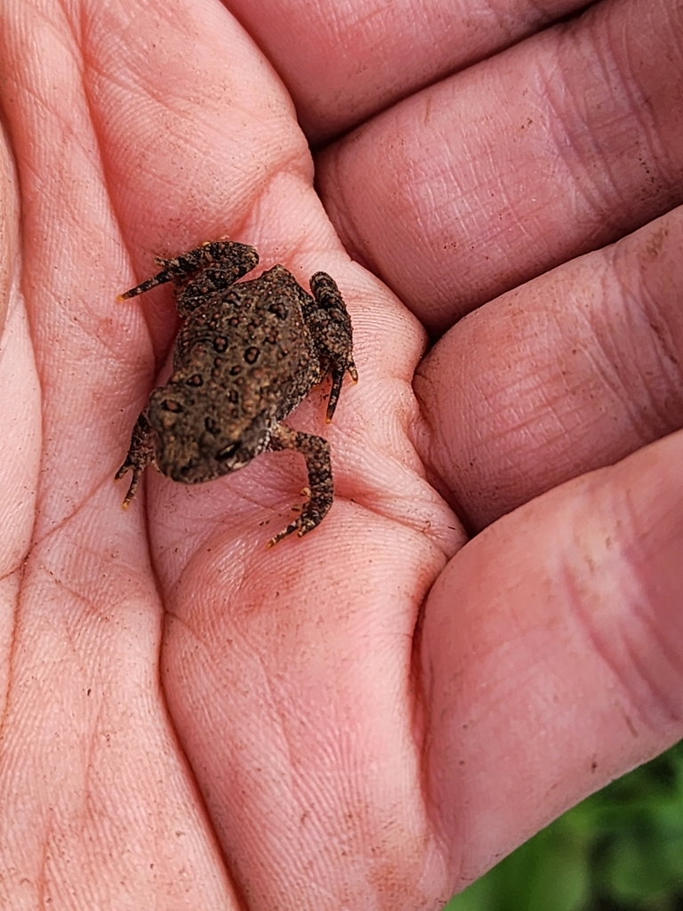 American Toad from Menomonie, WI 54751, USA on July 11, 2023 at 06:40 ...