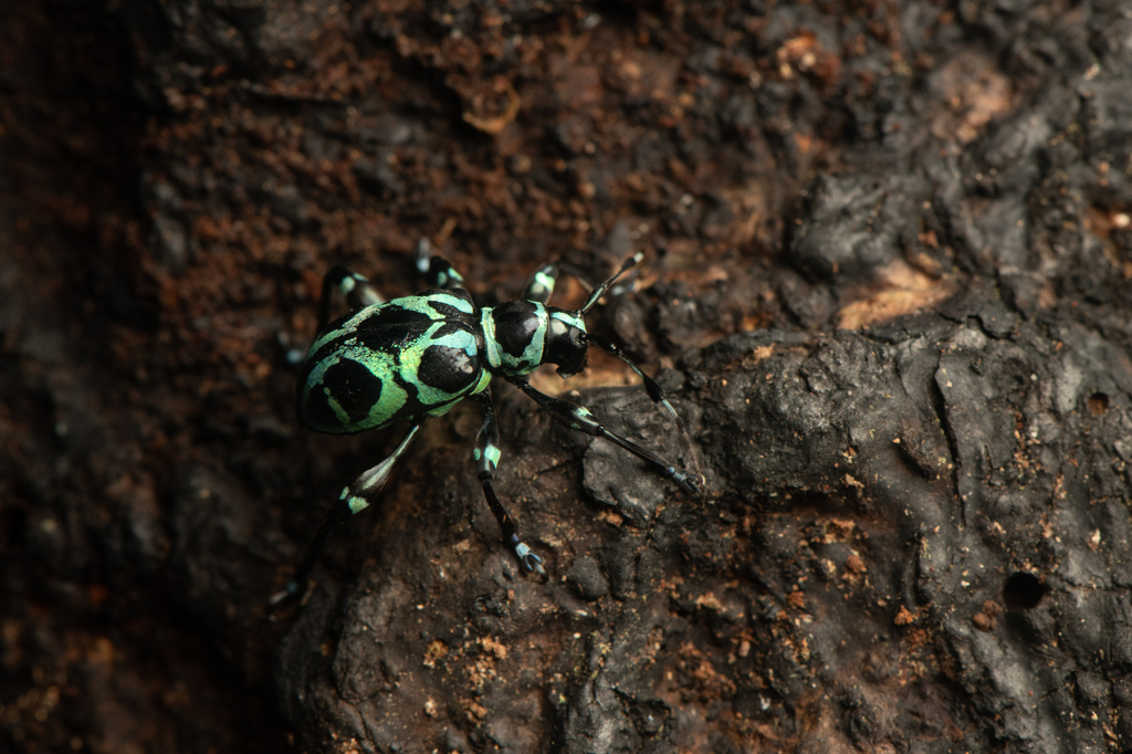 Doliops similis in April 2023 by ph_hsu · iNaturalist