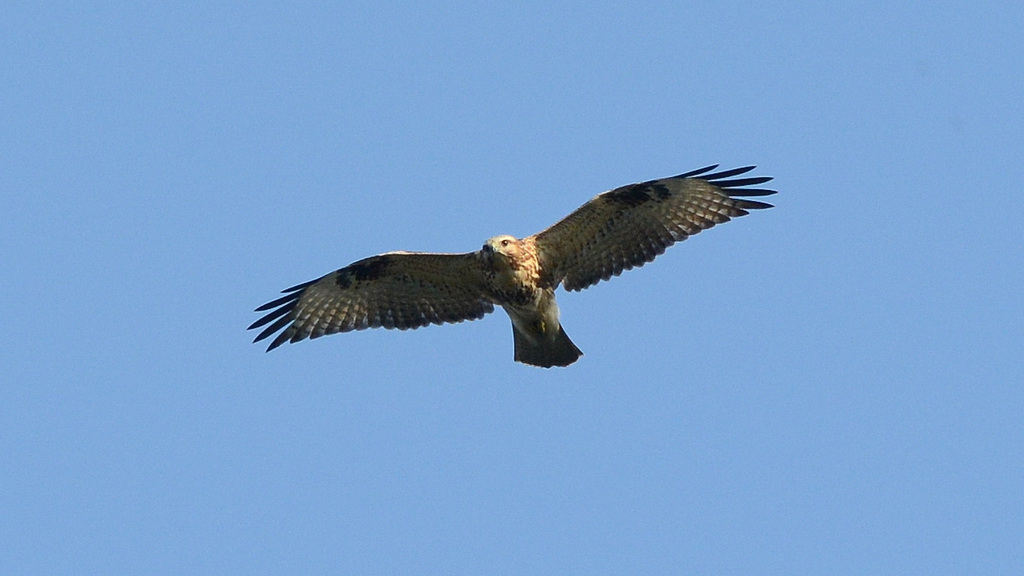 Eastern Buzzard from Mai Po, Hong Kong on November 1, 2023 at 04:08 PM ...