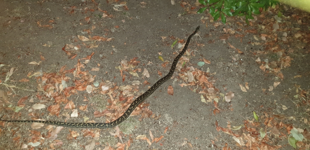 Coastal Carpet Python from Gindoran QLD 4676, Australia on September 29 ...