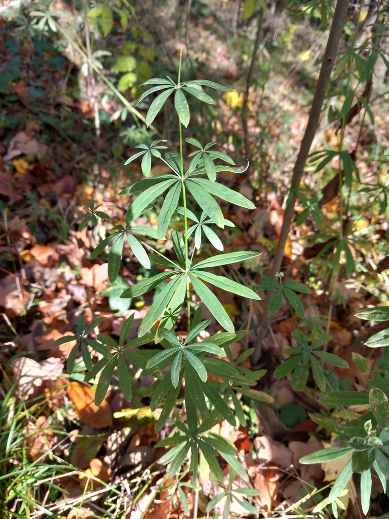 Wood Bedstraw from 794 01 Krnov-Krnov 1, Česko on November 4, 2023 at ...