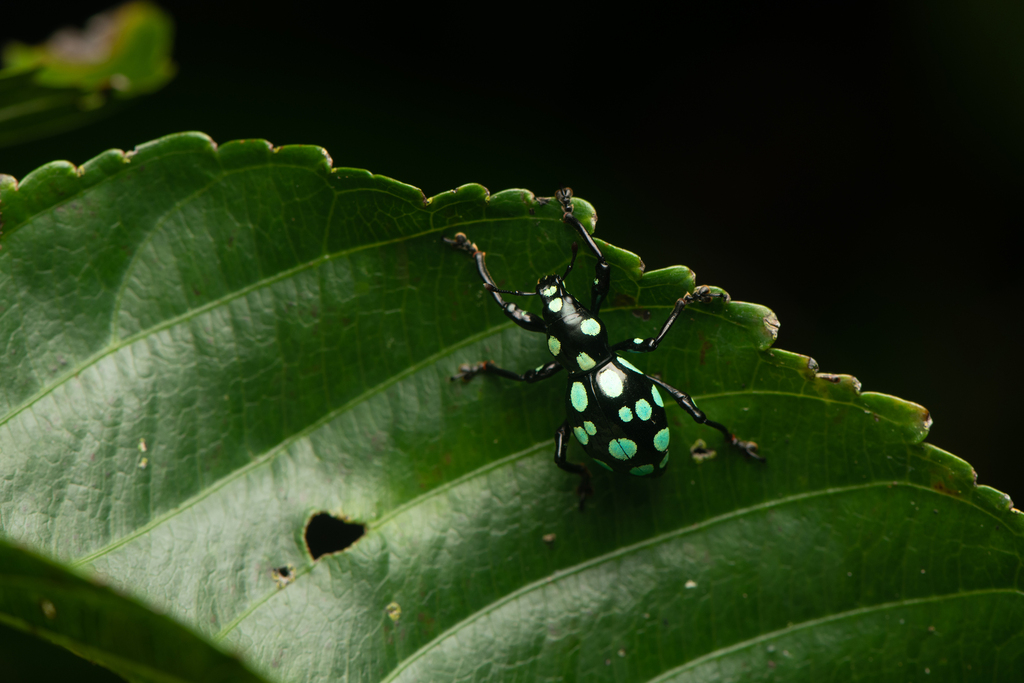Pachyrhynchus sarcitis in May 2023 by ph_hsu · iNaturalist