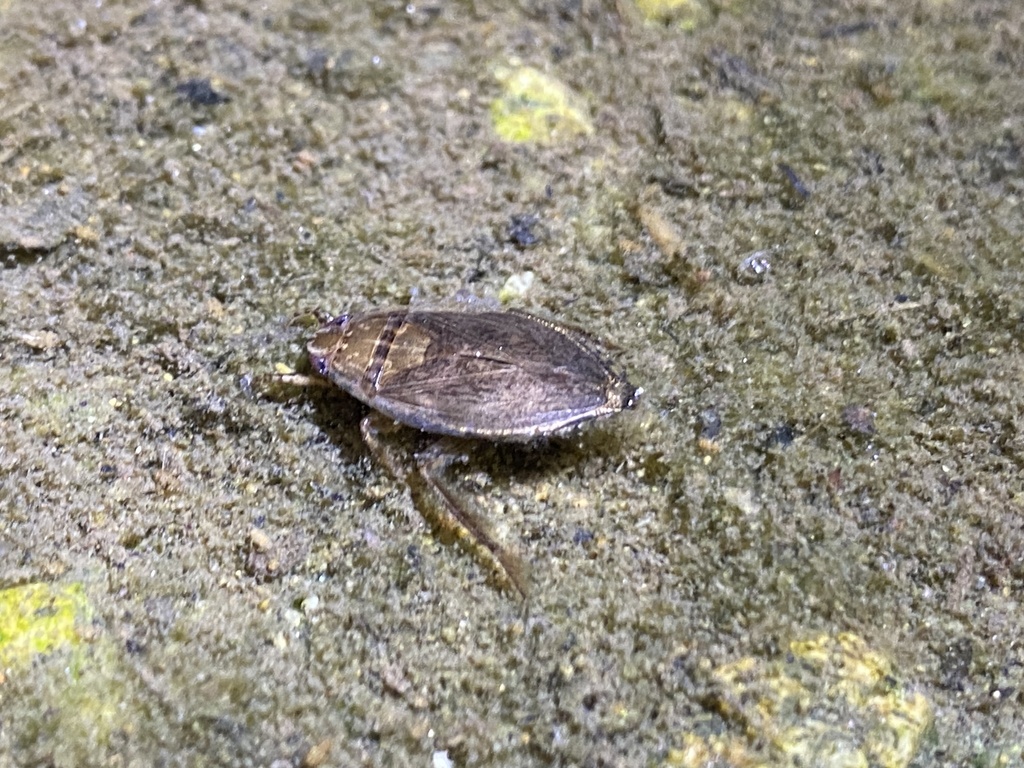 Diplonychus rusticus from Singapore Island, SG on November 4, 2023 at ...