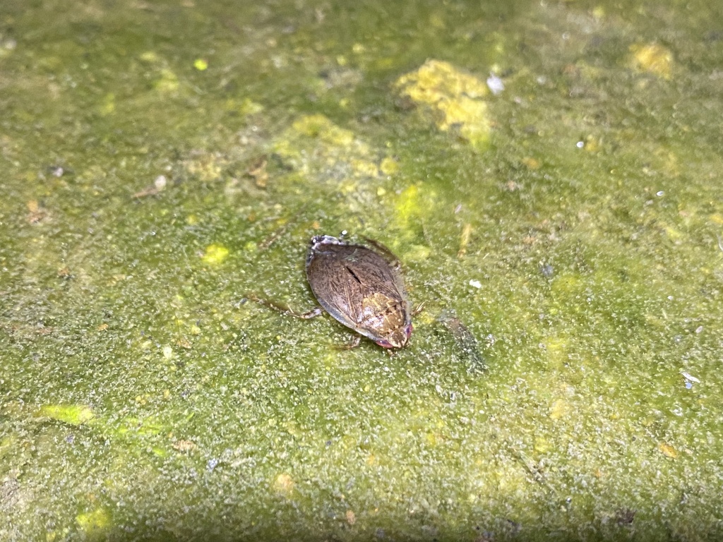 Diplonychus rusticus from Singapore Island, SG on November 4, 2023 at ...