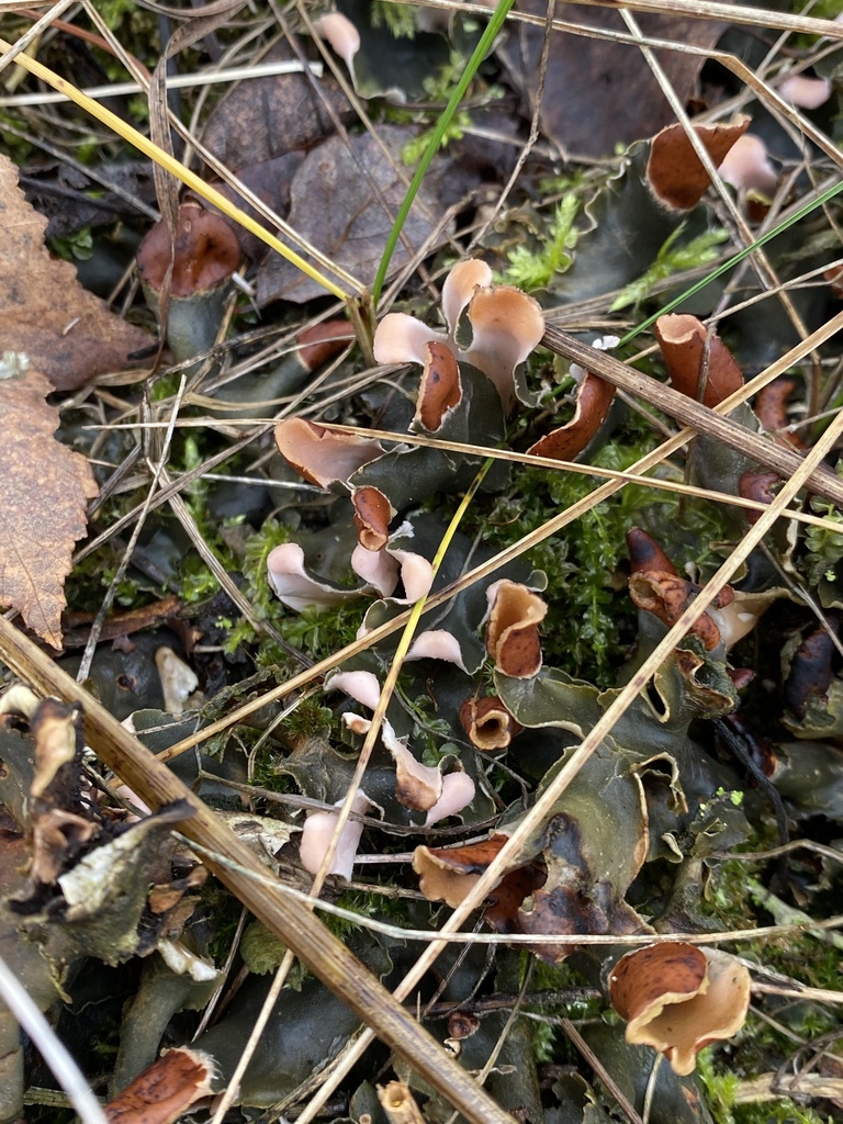 field dog lichen from Ropažu pag., Rīga, LV on November 4, 2023 at 10: ...