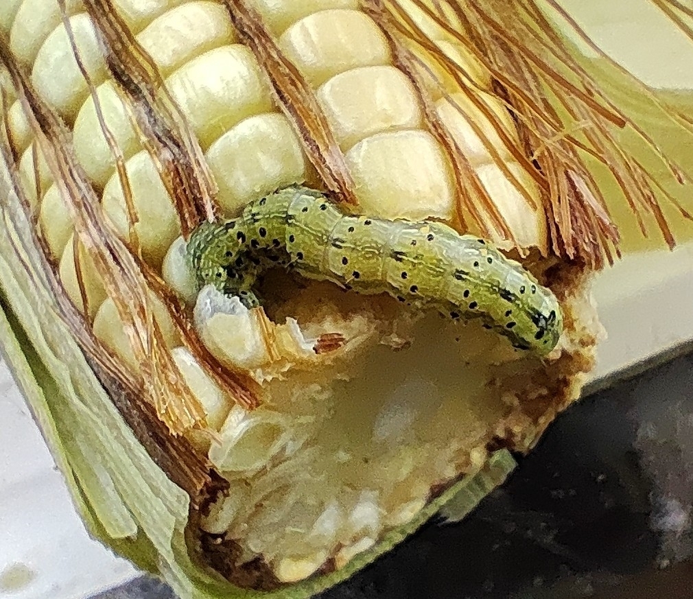 Corn Earworm Moth from Mário Campos - MG, Brasil on November 4, 2023 at ...