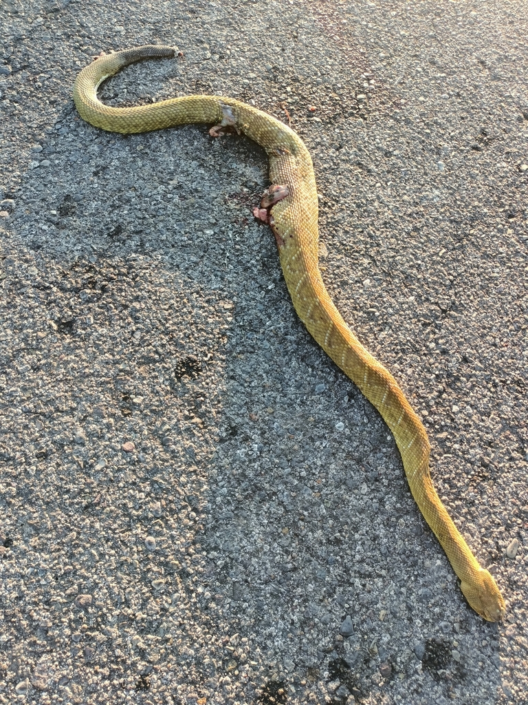 Basilisk Rattlesnake from 28767 Col., México on November 3, 2023 at 07: ...