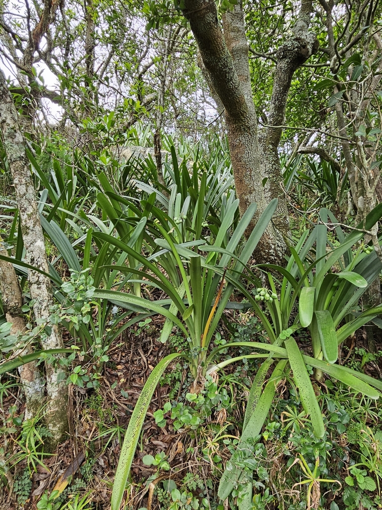 Pondo Bushlily in November 2023 by George James Mann · iNaturalist