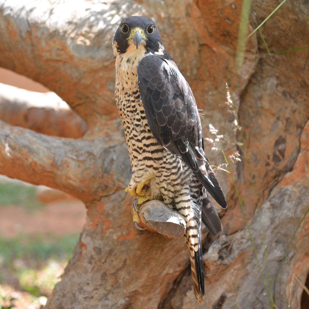 Malagasy Peregrine Falcon from Antananarivo Avaradrano, Madagascar on ...