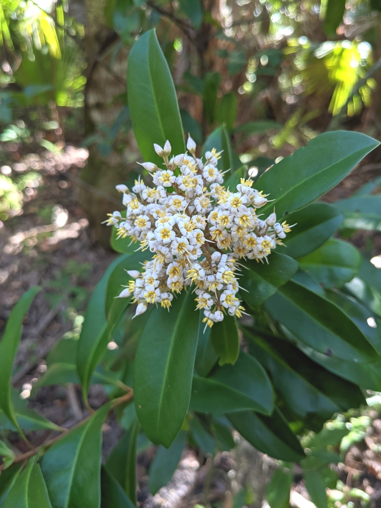Marlberry from Sebring, FL 33875, USA on November 4, 2023 at 11:38 AM ...