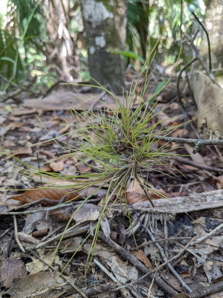 southern needleleaf airplant from Sebring, FL 33875, USA on November 4 ...