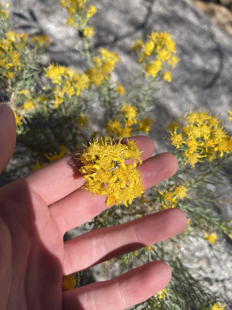 turpentine bush from Saguaro National Park, Pima County, US-AZ, US on ...