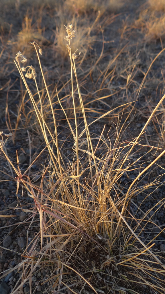 Allium polyrhizum from Guchin-Us, Mongolia on October 19, 2023 by ...