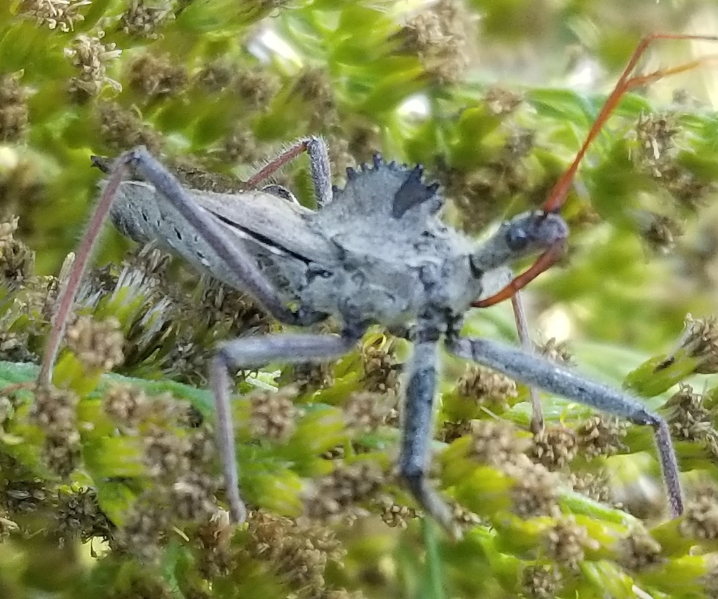 North American Wheel Bug from Waggaman, LA 70094, USA on November 4 ...