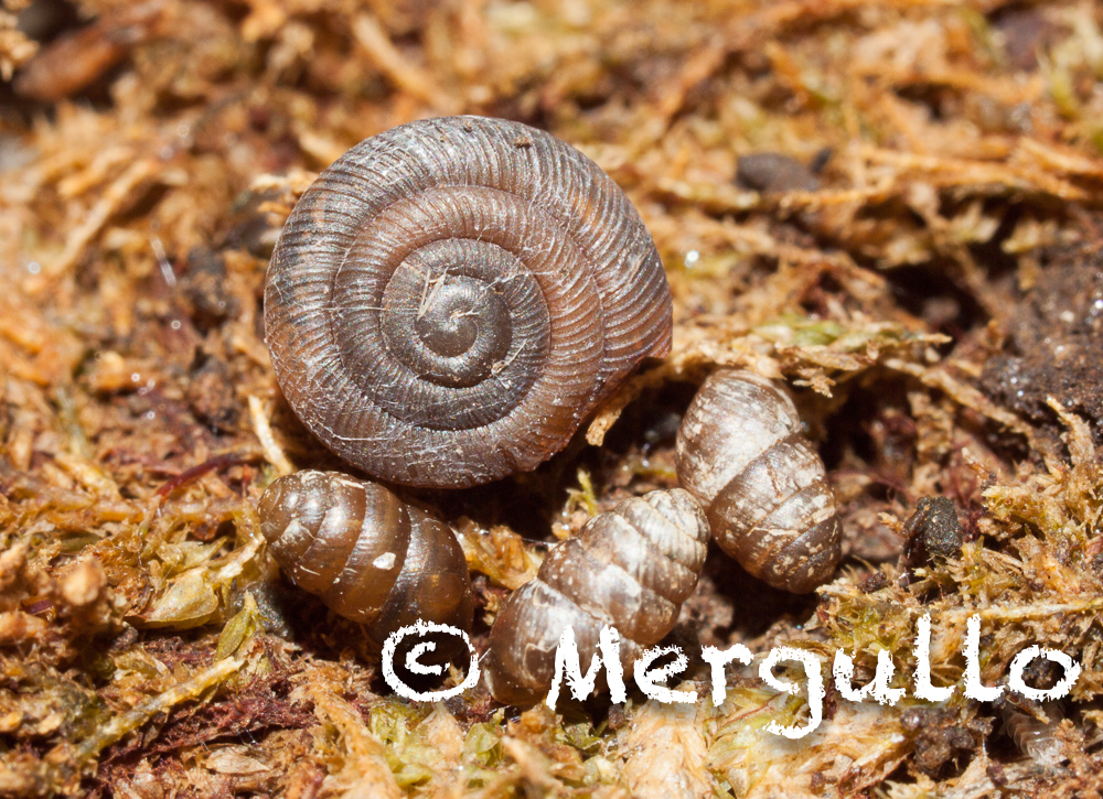 Common Chrysalis-Snail from Narón, La Coruña, España on June 13, 2010 ...