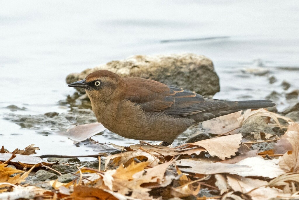 Rusty Blackbird from Lancaster County, NE, USA on November 4, 2023 at ...