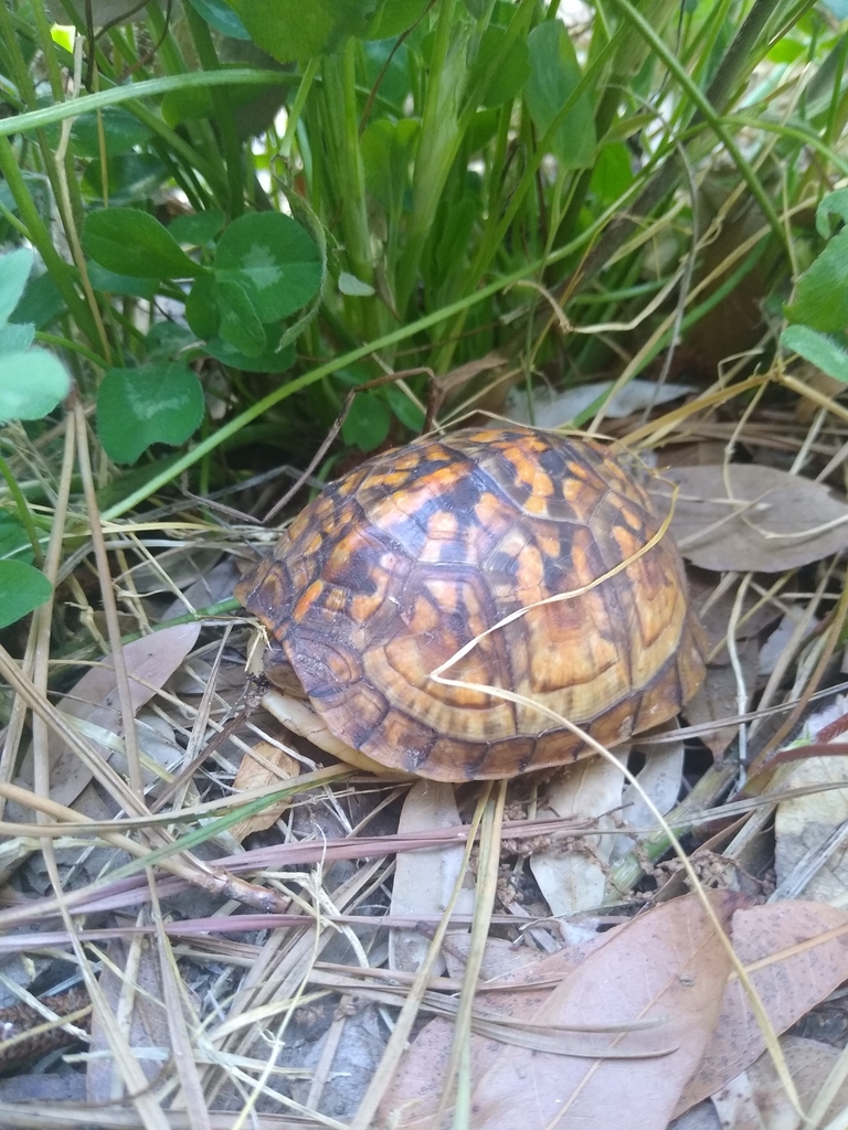 Common Box Turtle by Thomas Smith · iNaturalist