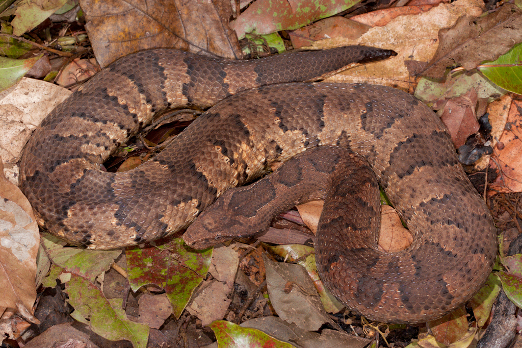 New Guinea ground boa from Sumkar District, Papua New Guinea on ...