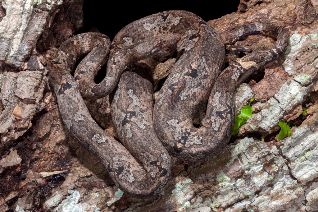 Pacific Boa from Sumkar District, Papua New Guinea on September 14 ...