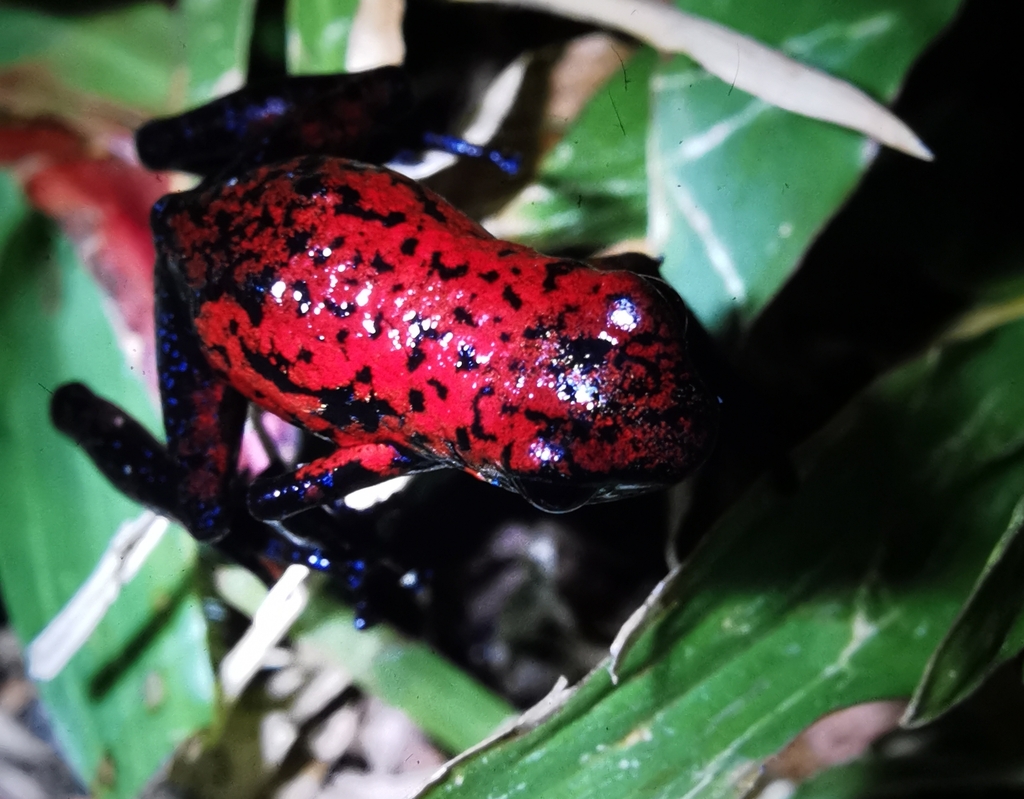 Strawberry Poison Dart Frog from Pococí, Limón, Pococí, Costa Rica on ...
