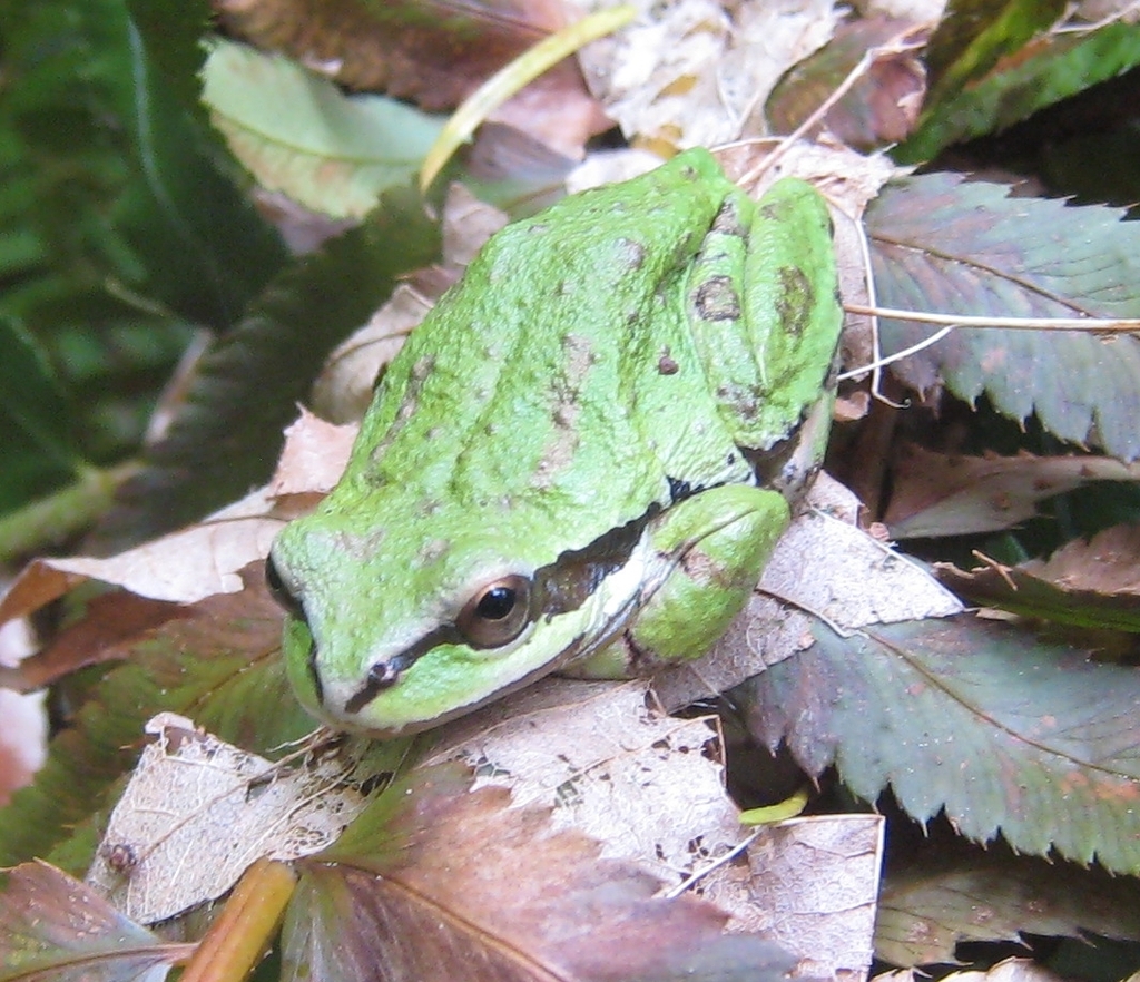 Northern Pacific Tree Frog from McDonald Forest, Corvallis, OR on May ...