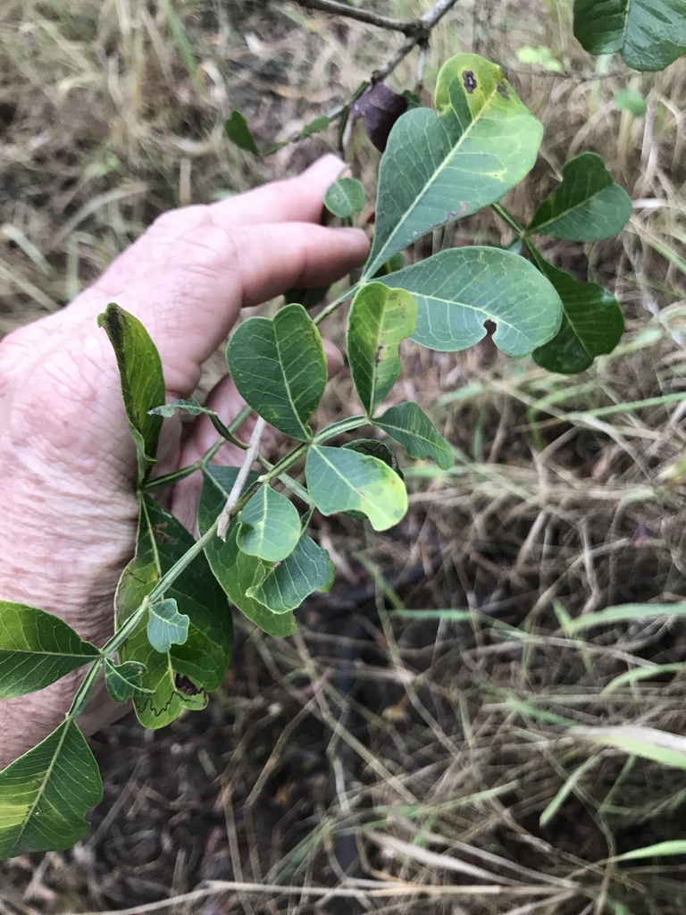 Flindersia collina from Woolshed Creek Rd, Tallegalla, QLD, AU on ...