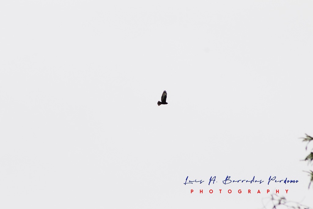 Short-tailed Hawk from Reserva Territorial, Col Santa Bárbara, Ver ...