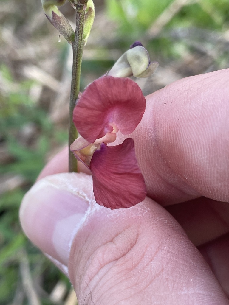 Phasey Bean from Paynes Prairie Preserve State Park, Micanopy, FL, US ...
