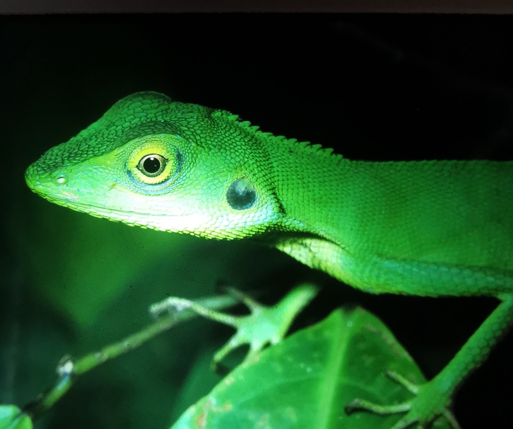 Green Crested Lizard from HHW8+MF, Wamlana, Teluk Kaiely, Buru Regency ...