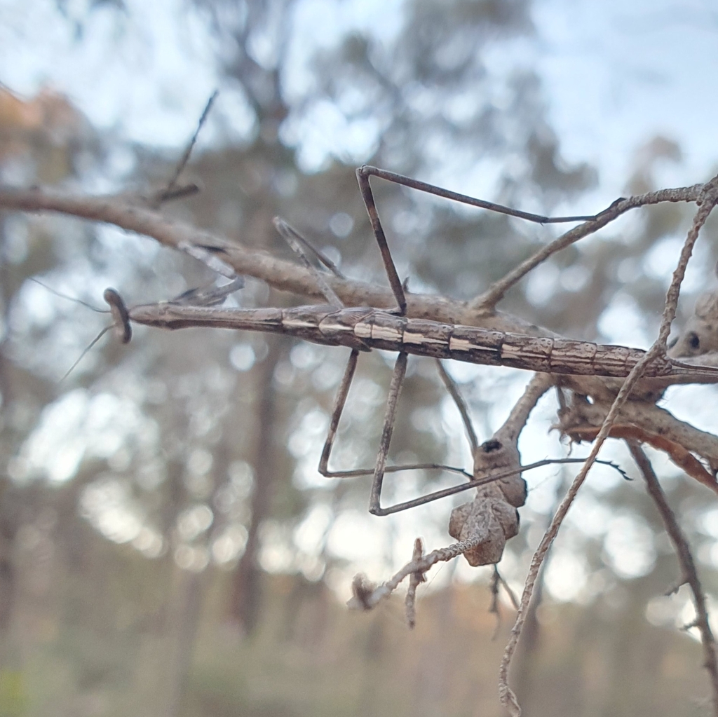 Australian Stick Mantis from Notley Camping Area on November 4, 2023 at ...