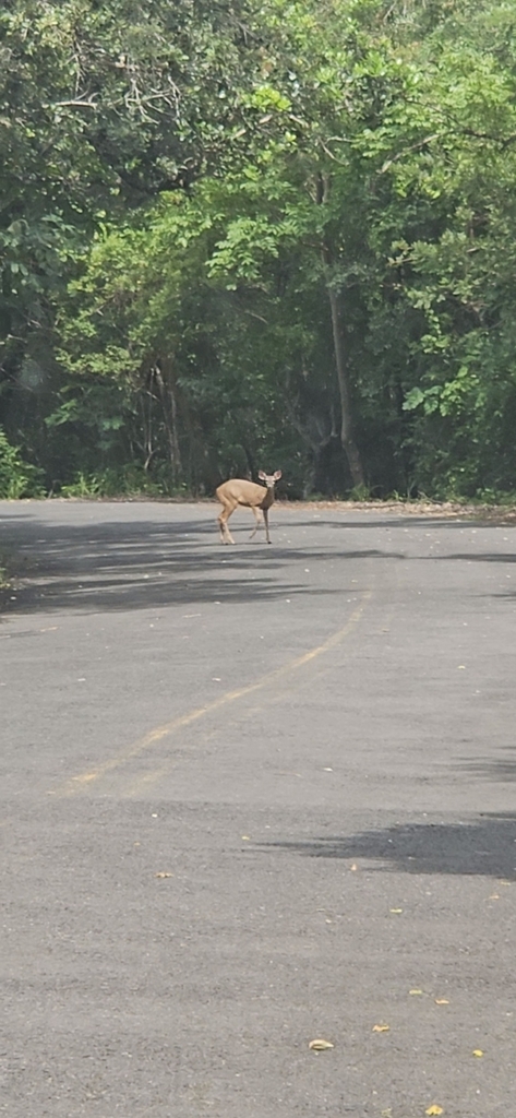 White-tailed Deer from Santa Elena, Provincia de Guanacaste, La Cruz ...