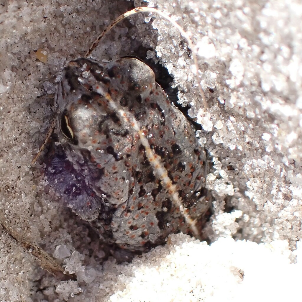 Oak Toad from Brevard County, FL, USA on November 4, 2023 by dee ...
