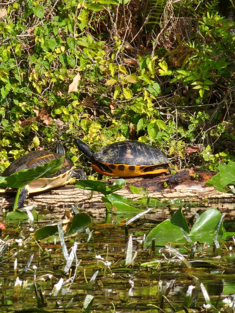 Florida Redbelly Turtle from Silver Springs, FL, USA on November 4 ...