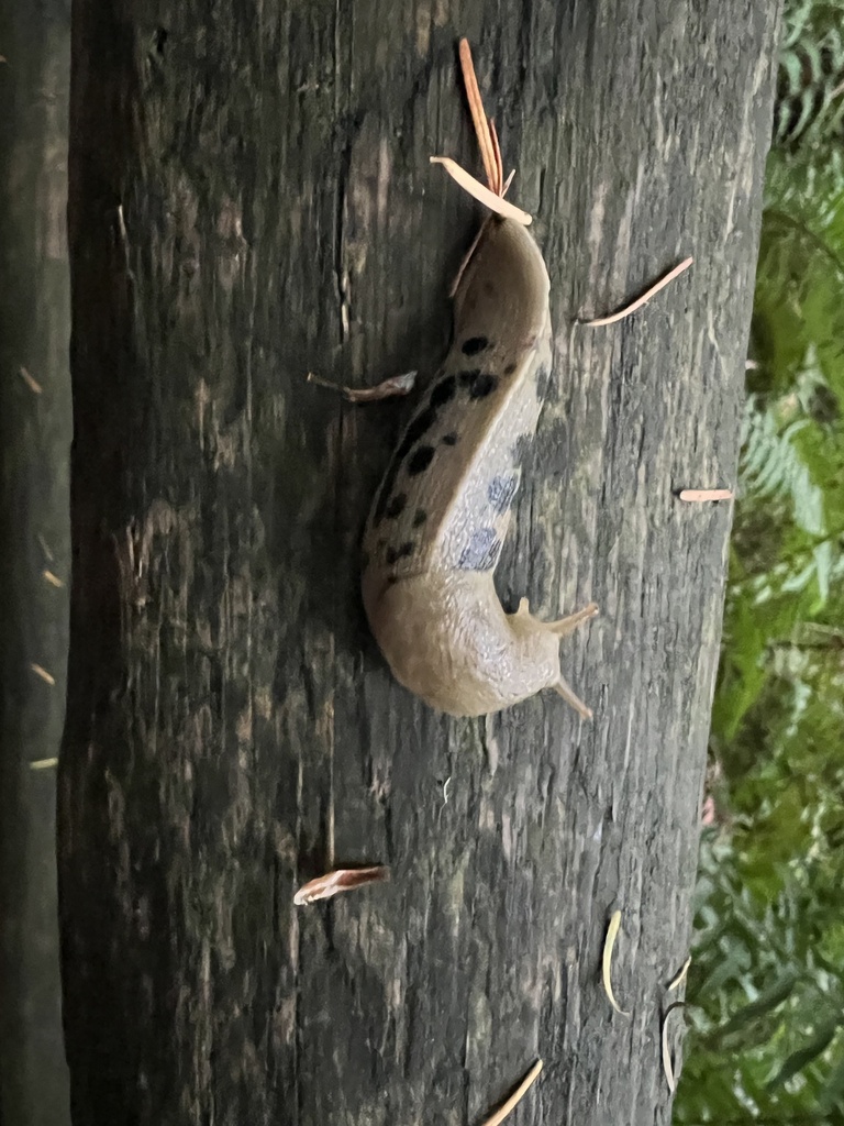 Pacific Banana Slug from Whidbey Island, Oak Harbor, WA, US on November ...