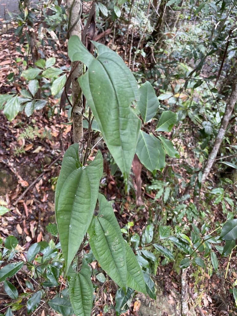 Common Yam Vine from Currumbin Valley, QLD, AU on November 4, 2023 at ...