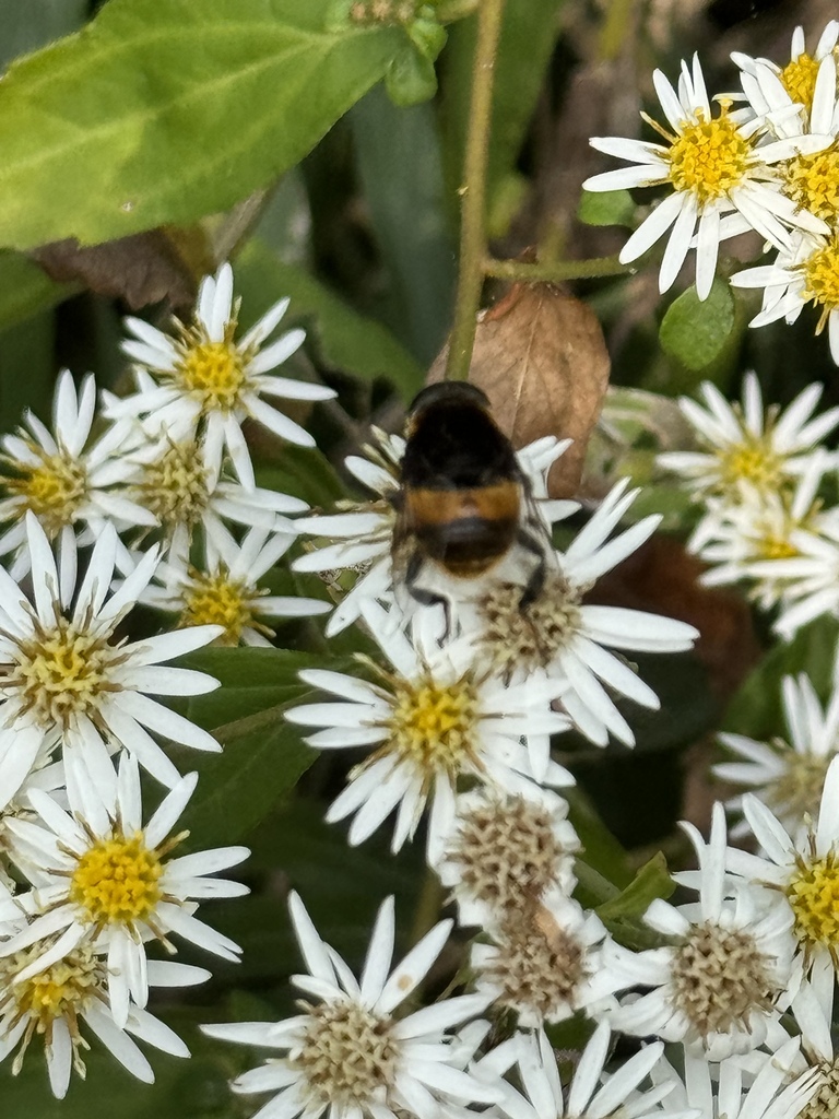 Phytomia zonata from 堀内, 三浦郡葉山町, 神奈川県, JP on November 5, 2023 at 10:12 ...