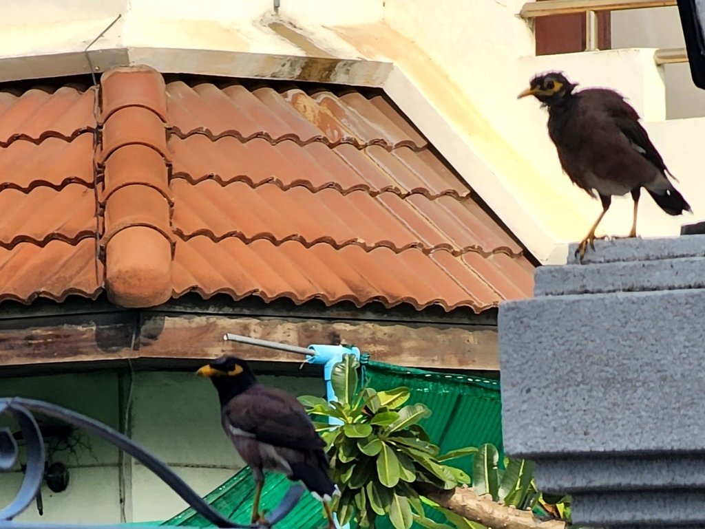 Common Myna from Bang Khae Nuea, Bang Khae, Bangkok 10160, Thailand on ...