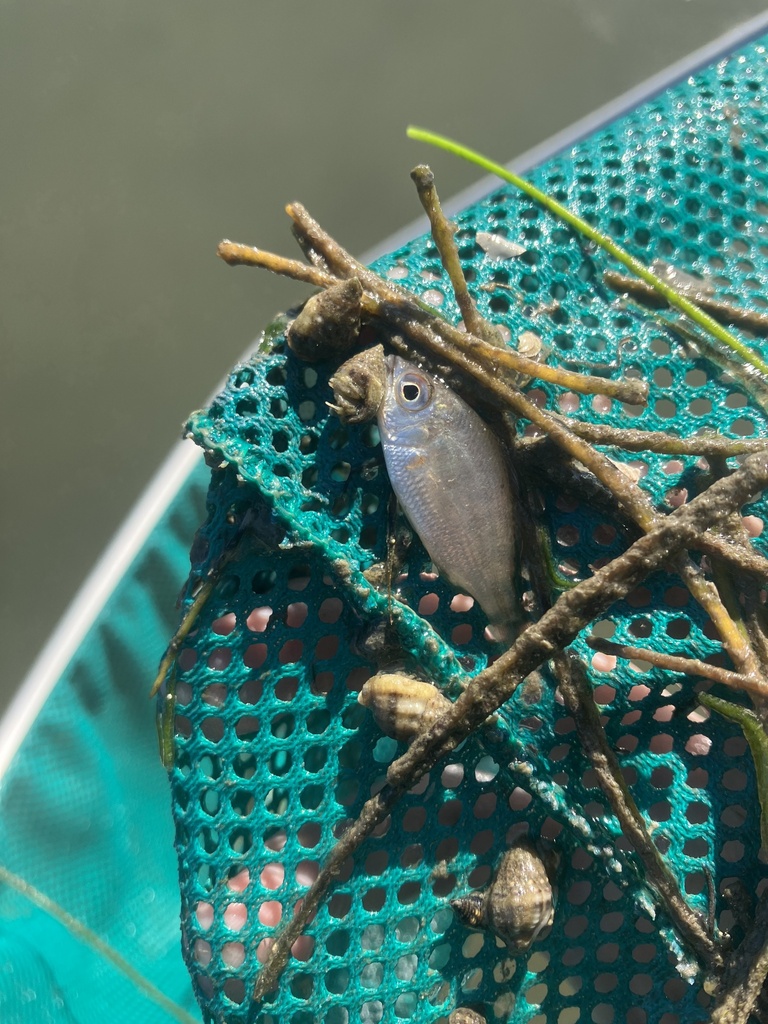 Silver Jenny from Tampa Bay, Saint Petersburg, FL, US on November 4 ...