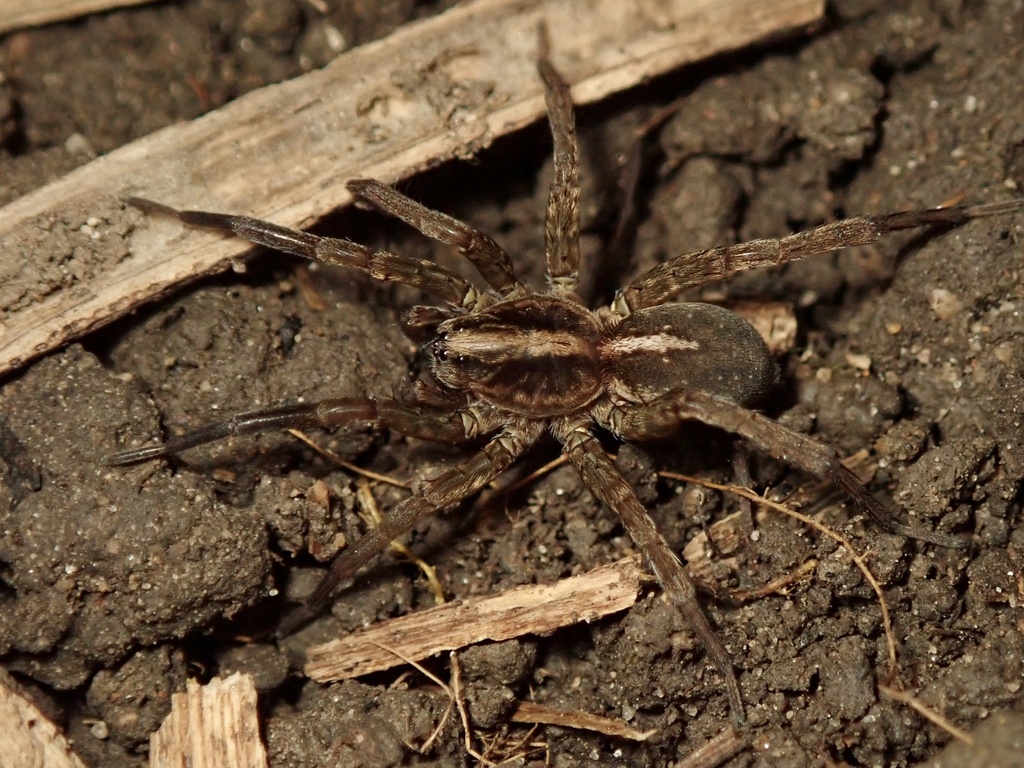 Rustic Wolf Spider from Texas Rd, Amherstburg, ON, CA on November 4 ...