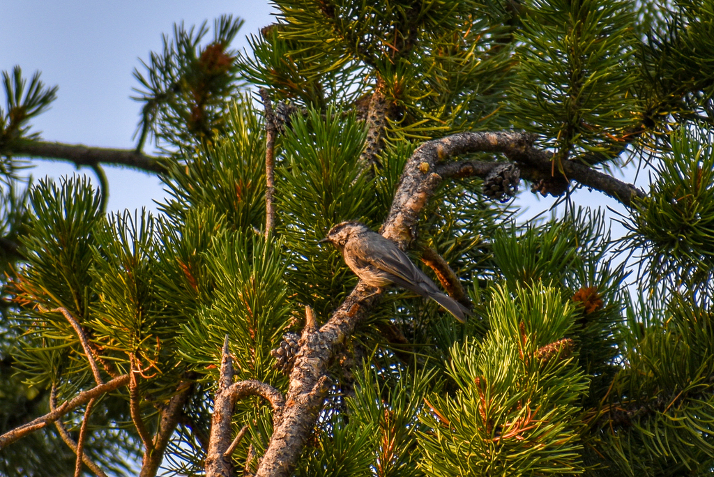 Mountain Chickadee from Park County, WY, USA on July 25, 2021 at 07:10 ...