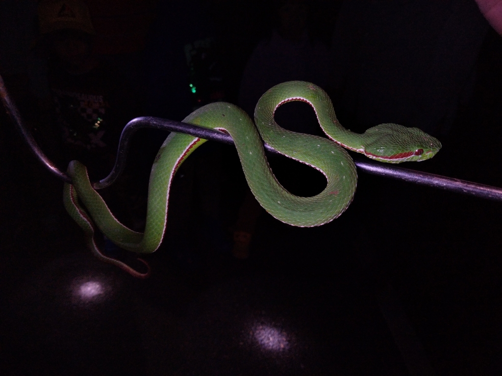 Pope’s Tree Viper from Doi Suthep-Pui National Park on November 4, 2023 ...