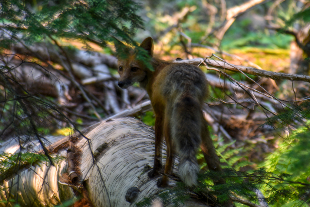 Red Fox from Flathead County, MT, USA on July 20, 2021 at 06:00 PM by ...