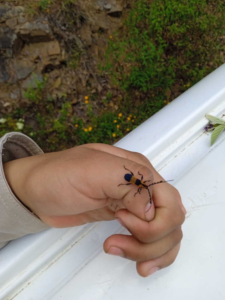 Water, Rove, Scarab, Long-horned, Leaf, and Snout Beetles in October ...