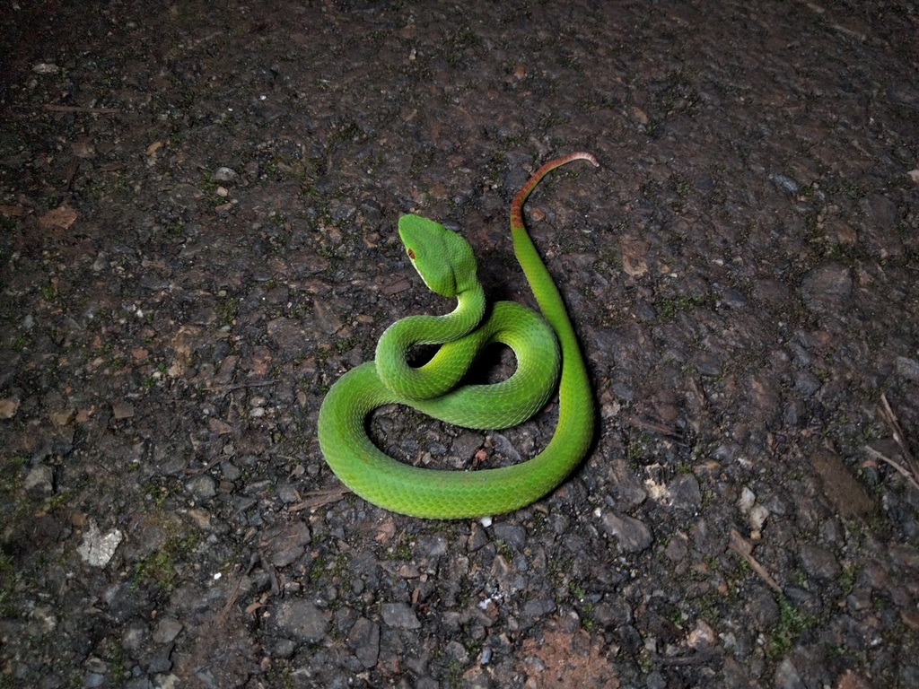 Pope’s Tree Viper from Doi Suthep-Pui National Park on November 4, 2023 ...