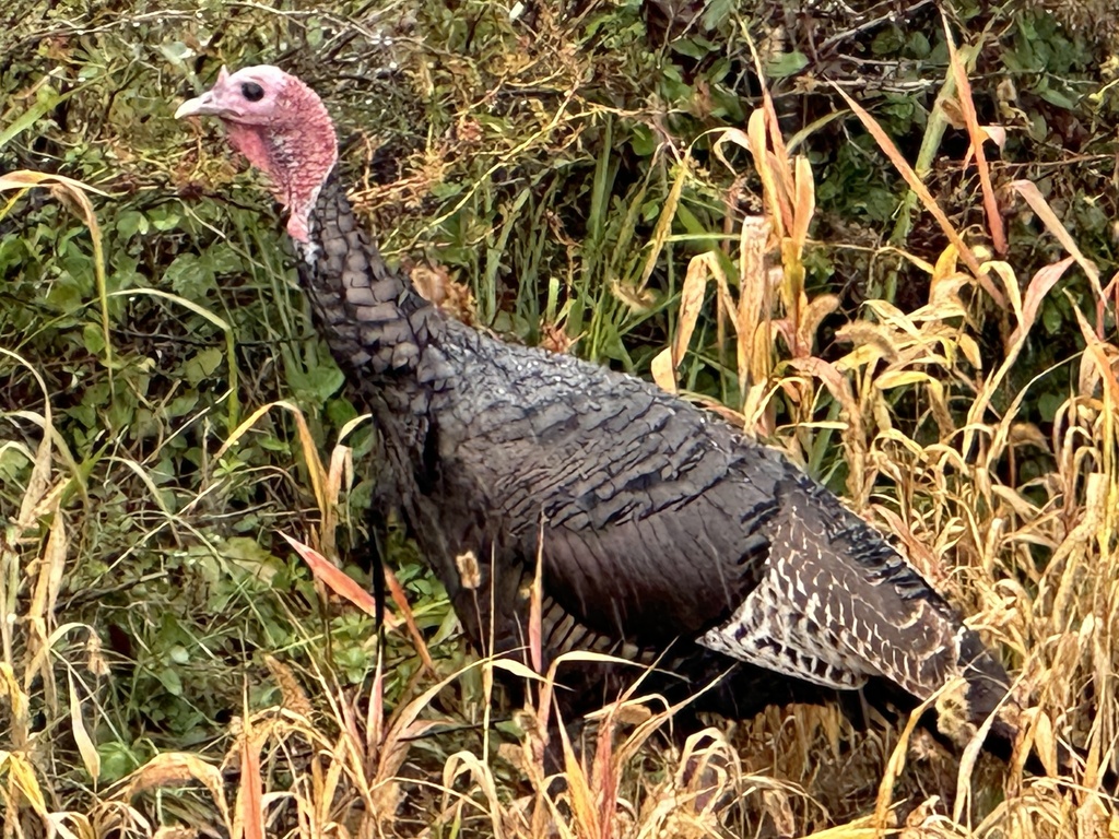 Wild Turkey from Occoquan Bay National Wildlife Refuge, Woodbridge, VA ...